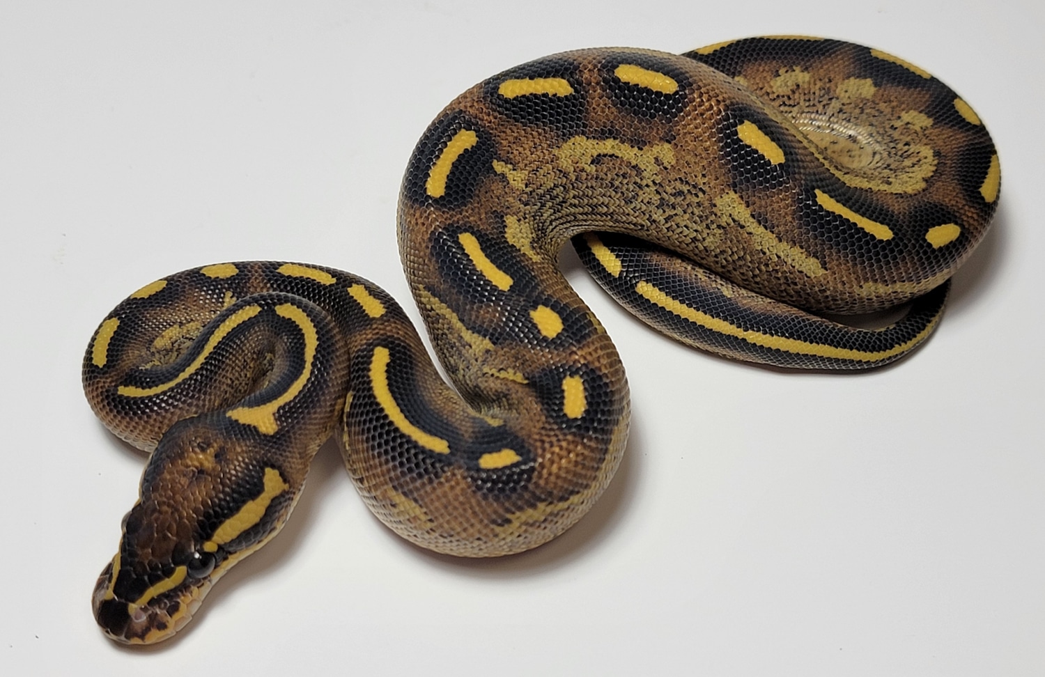 Freeway Ball Python by Hulker's Herps - MorphMarket