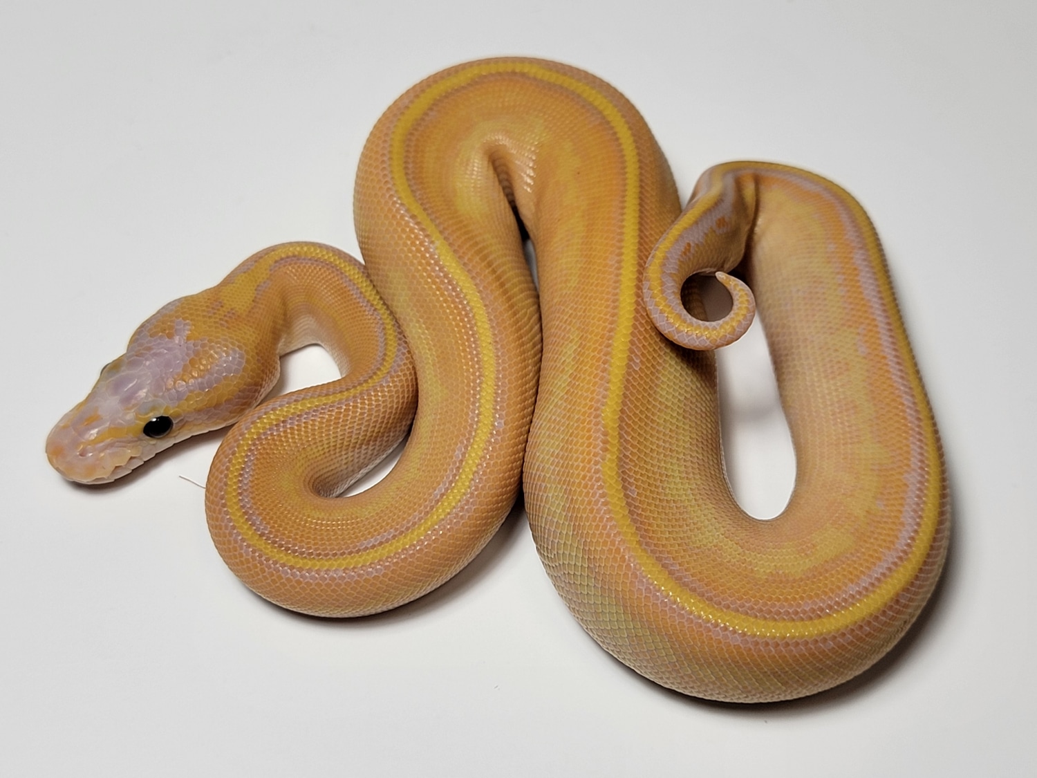 Banana Pinstripe Freeway Ball Python by Hulker's Herps - MorphMarket