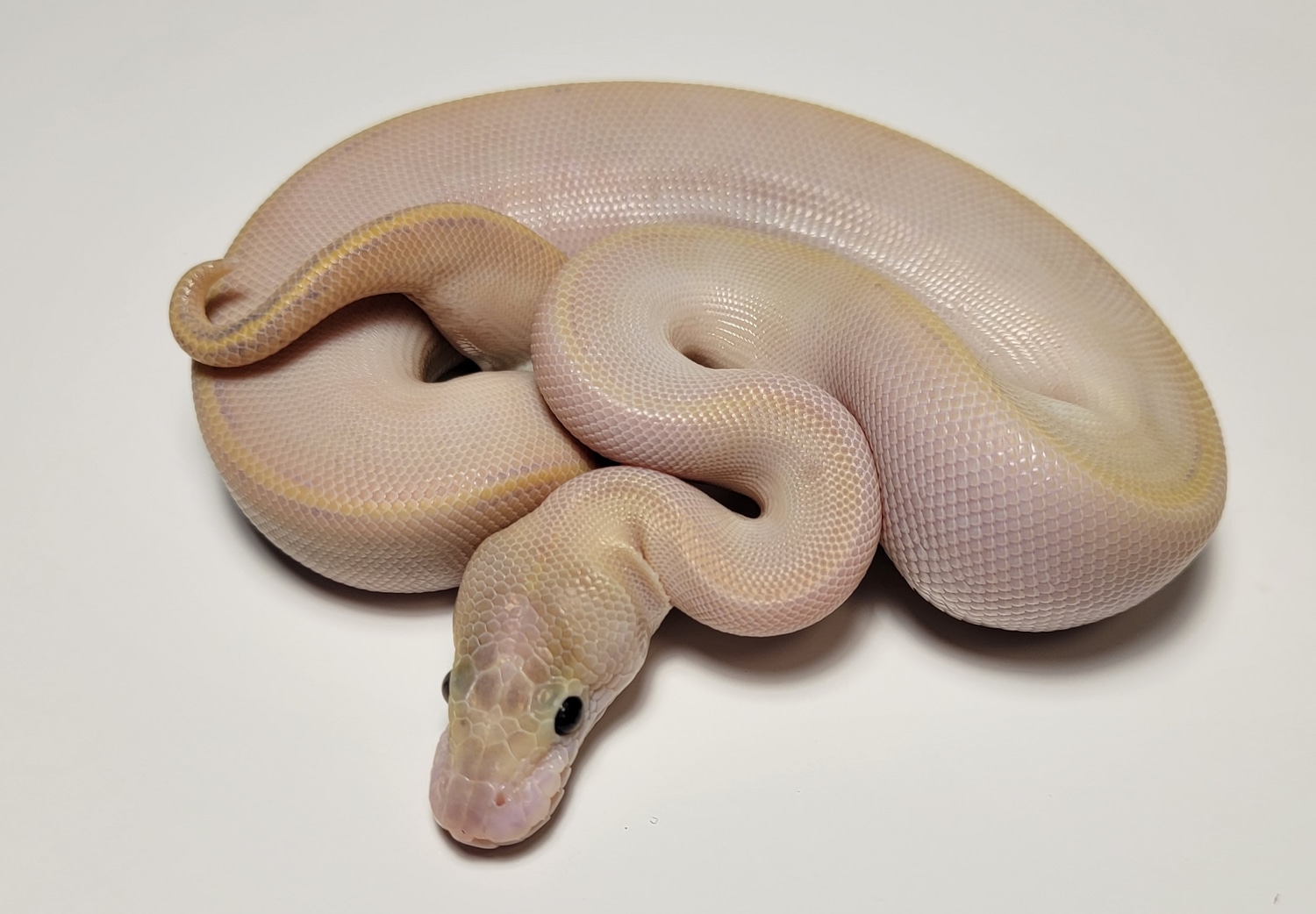 Banana Ivory Ball Python by Hulker's Herps - MorphMarket