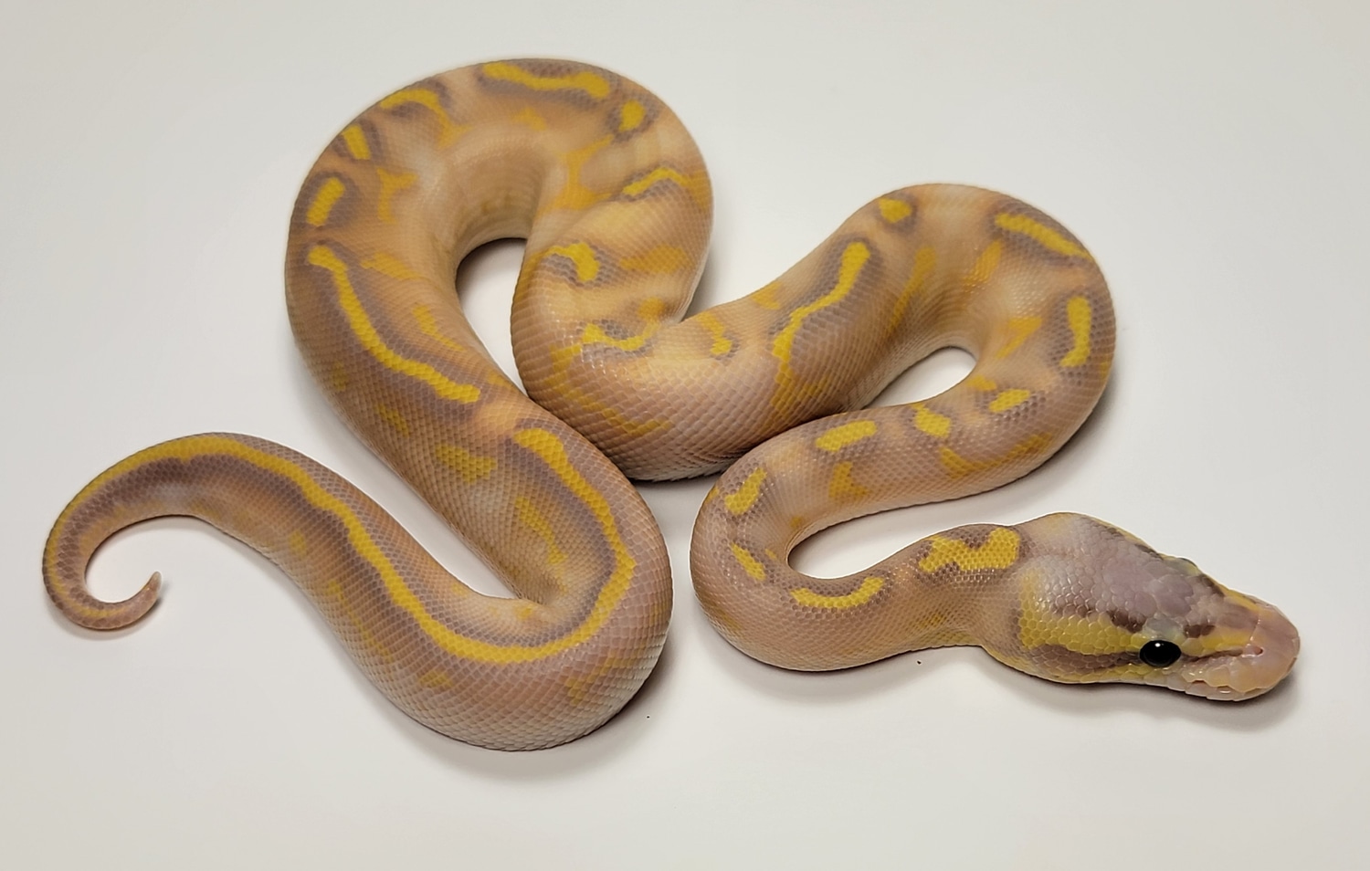 Super Asphalt Banana Pastel Ball Python by Hulker's Herps - MorphMarket
