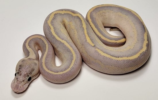 Black Pastel Leopard Ivory Ball Python by Hulker's Herps