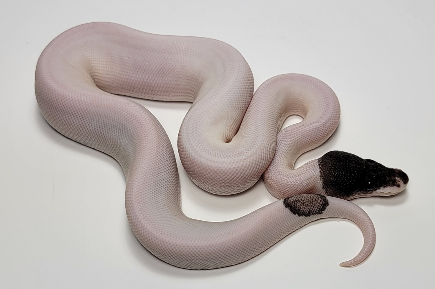 Blackhead Mojave Cinnamon Leopard Pied Ph DG Ball Python by Hulker's ...