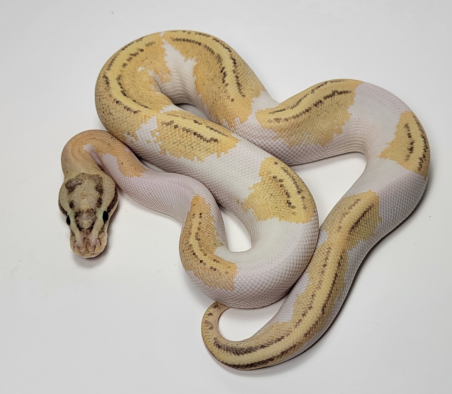 Super Spark Pied Ball Python by Hulker's Herps - MorphMarket