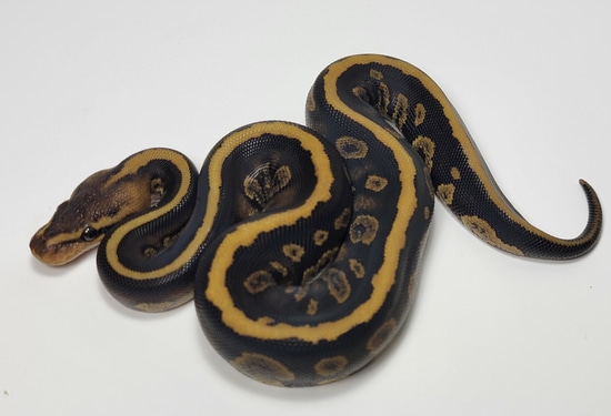 Chocolate Mahogany Spotnose Het DG Ball Python by Hulker's Herps