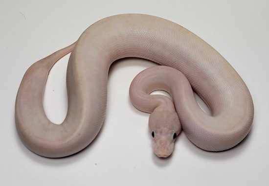 Banana Ivory Ball Python by Hulker's Herps
