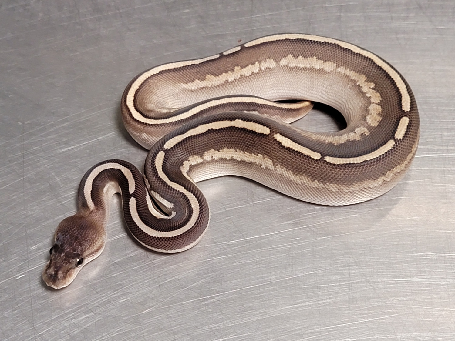 Blackhead Leopard Cinny Mojave Het Pied Poss Het DG Ball Python by ...