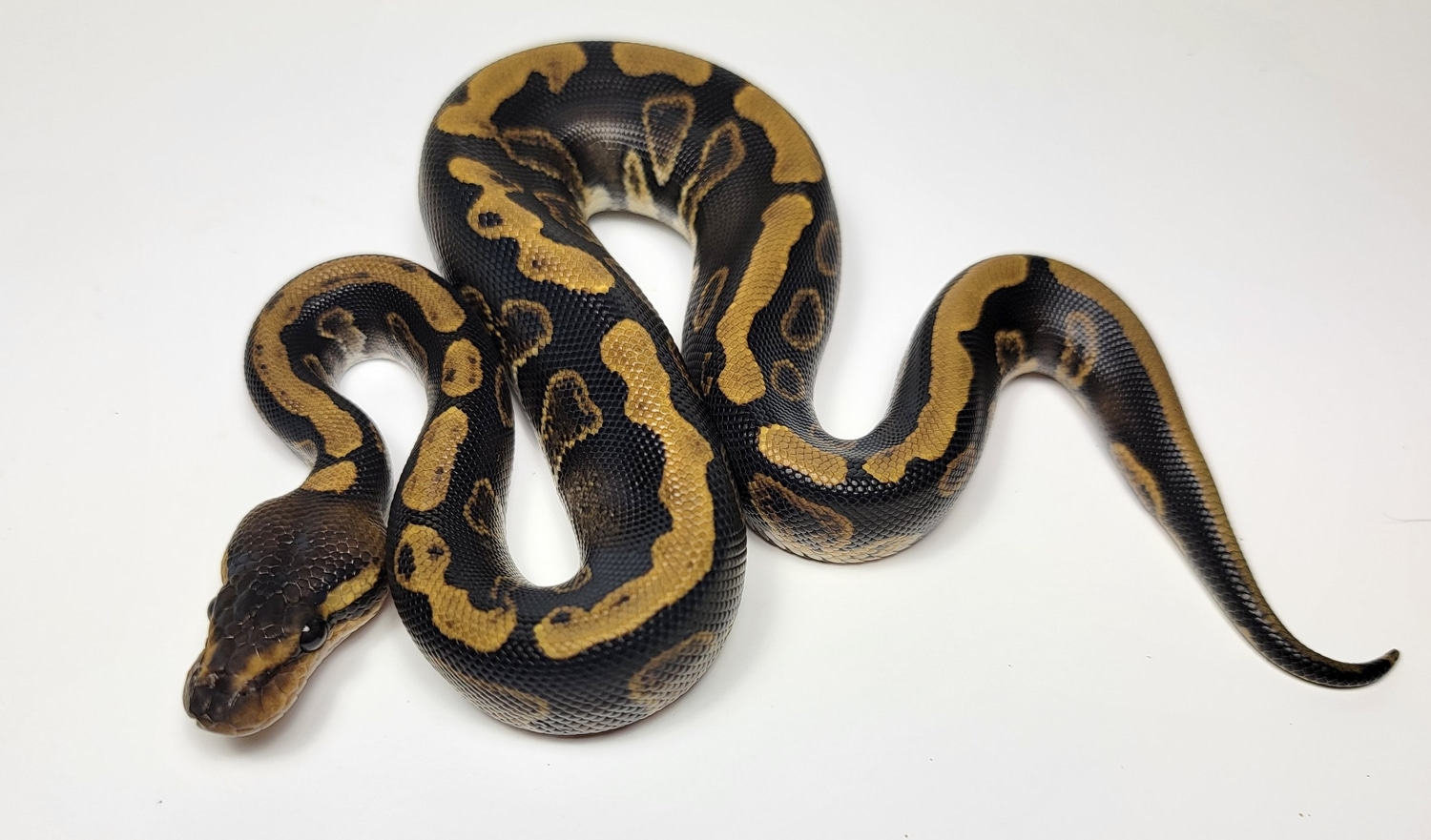 GHI Chocolate Mahogany Het Desert Ghost Ball Python by Hulker's Herps ...