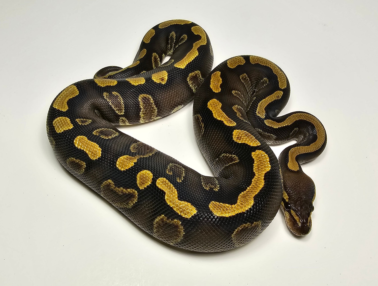 GHI Chocolate Mahogany Het DG Ball Python by Hulker's Herps - MorphMarket