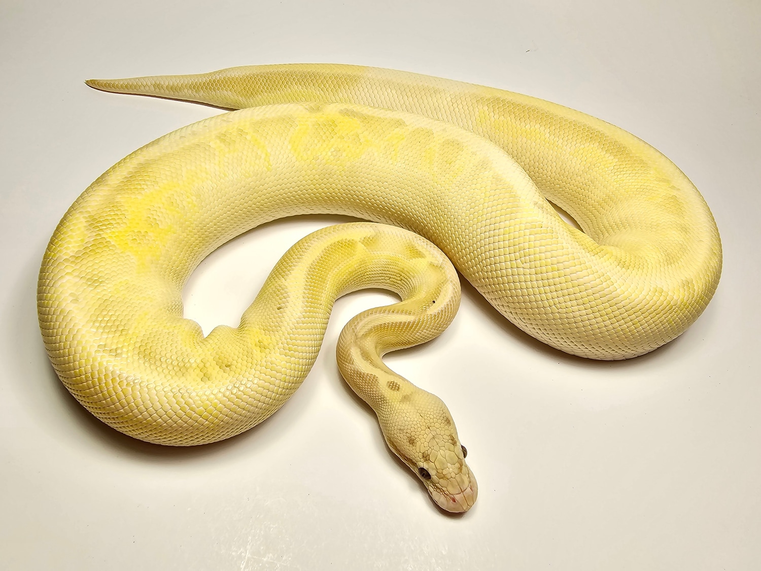 Pastel Leopard Banana Freeway Ball Python by Hulker's Herps - MorphMarket