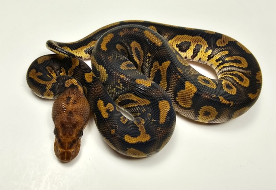 Stranger Clown Ball Python by Hulker's Herps