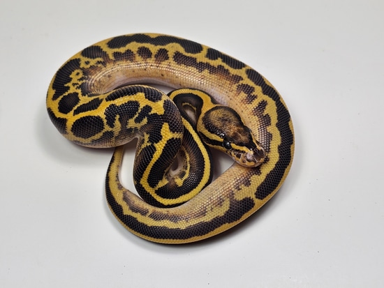 Enchi Fire Leopard Freeway Ball Python by Hulker's Herps
