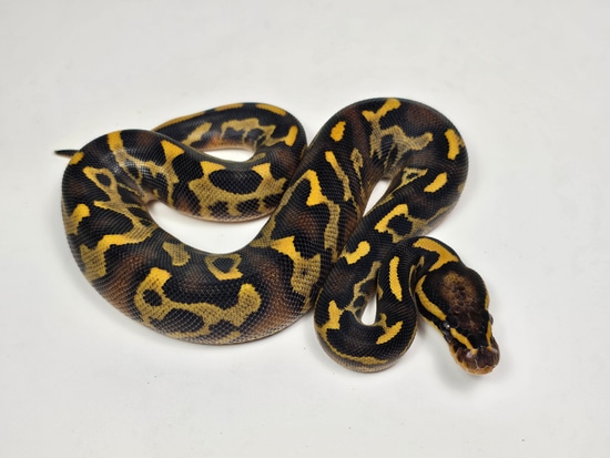 Fire Super Asphalt Ball Python by Hulker's Herps