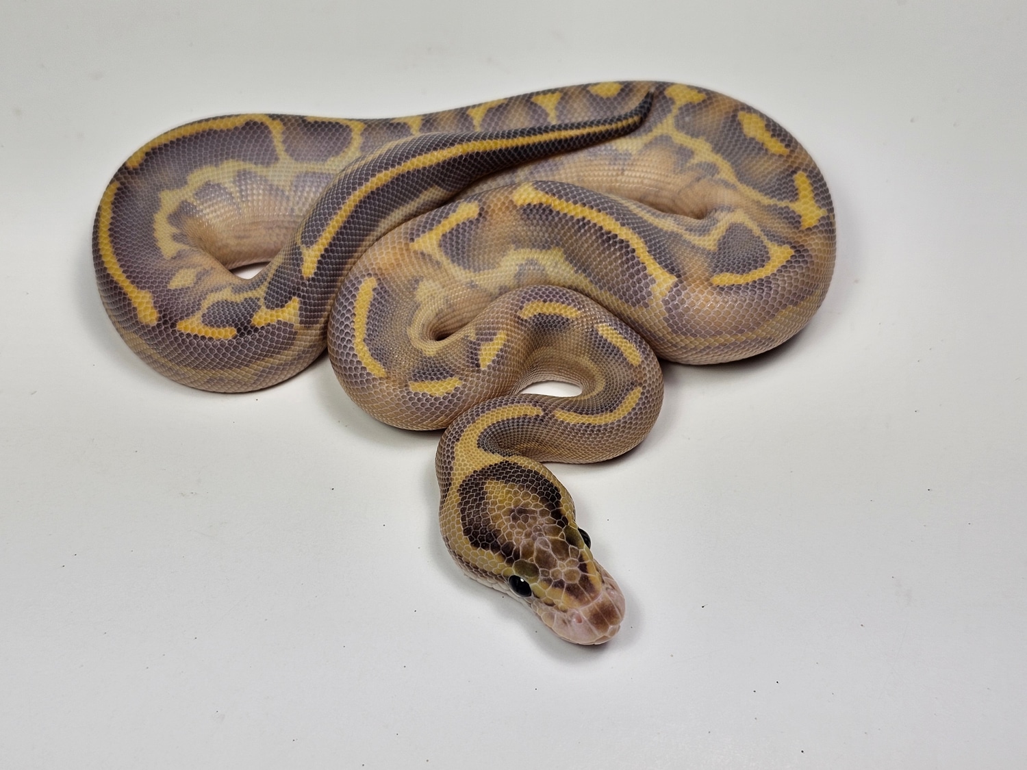 Leopard Enchi Ivory Ball Python by Hulker's Herps - MorphMarket