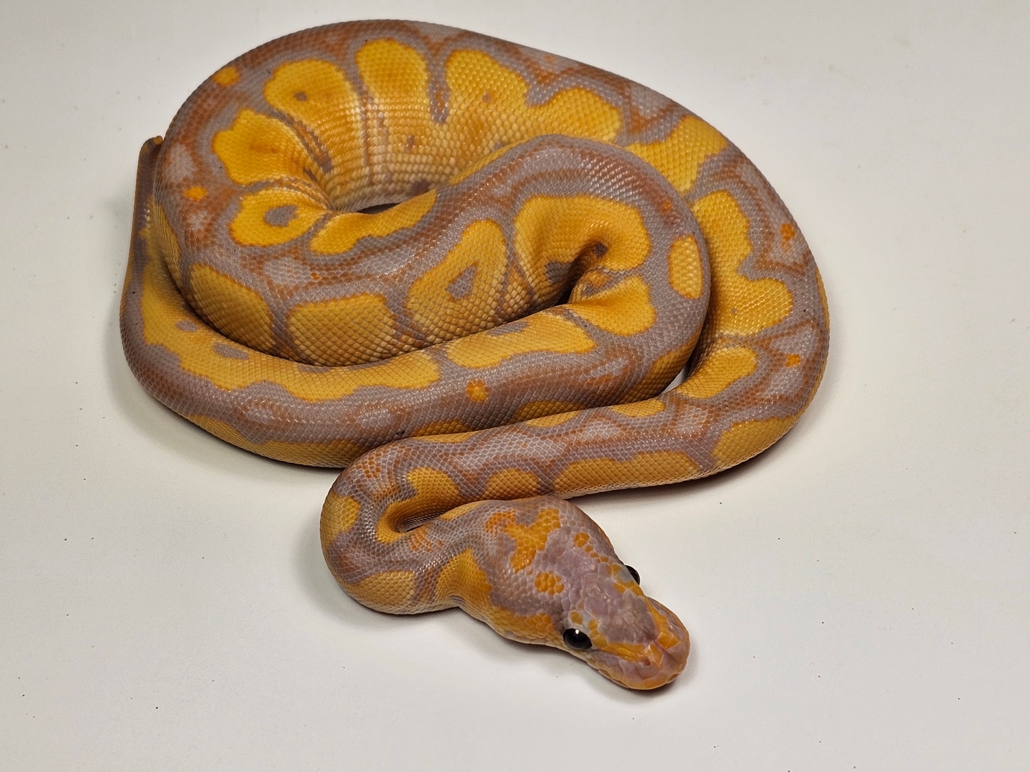 Banana Clown Ball Python by Hulker's Herps - MorphMarket