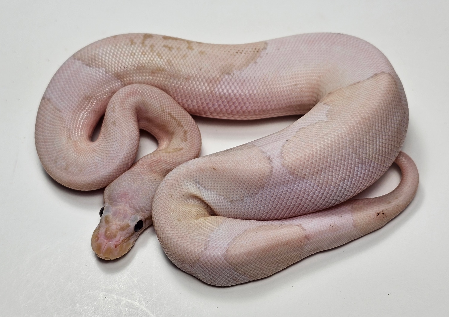 VPI Axanthic Banana Leopard Pinstripe Pied Ball Python by Hulker's ...