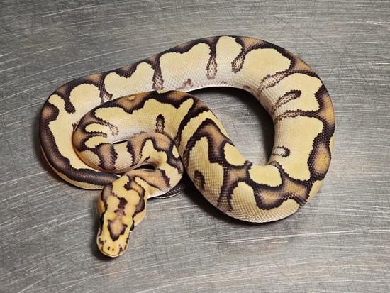 Fire Desert Ghost Clown Het Hypo Ball Python by Hulker's Herps