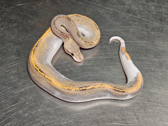 23 Black Pastel Fire Freeway Ball Python by Hulker's Herps