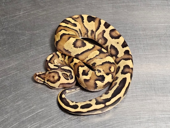 Leopard Fire Asphalt Spark Ball Python by Hulker's Herps