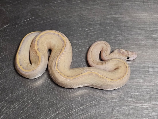 Leopard Fire Ivory Ball Python by Hulker's Herps