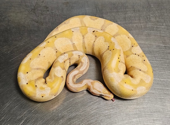 Banana Desert Ghost Ball Python by Hulker's Herps