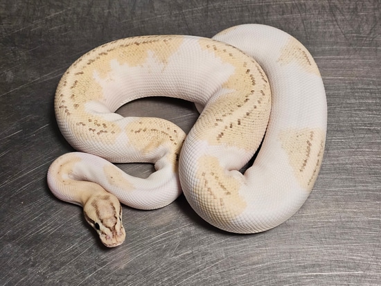 Super Spark Pied Ball Python by Hulker's Herps
