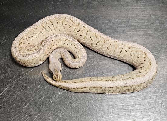 Black Pewter Pin Desert Ghost Ball Python by Hulker's Herps