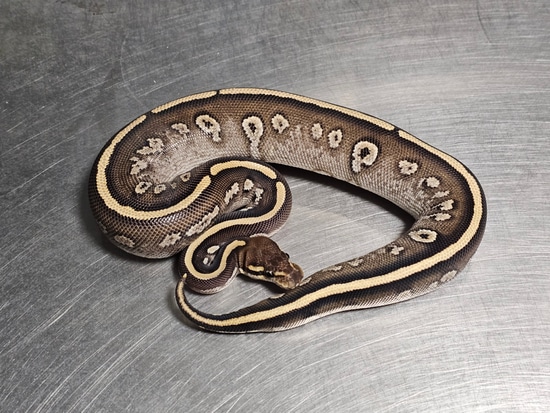Stranger Mojave Spotnose Het Clown Ball Python by Hulker's Herps