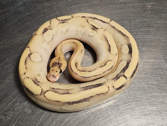 Champagne Enchi DG Het Hypo Ball Python by Hulker's Herps