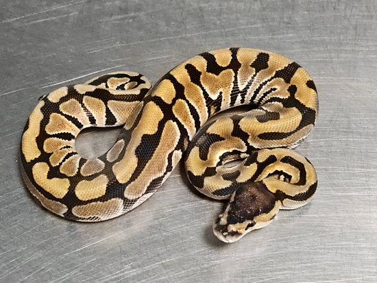 Yellowbelly Puzzle Het Desert Ghost Ball Python by Hulker's Herps