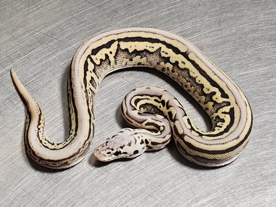 Super Pastel Leopard Spotnose Black Pastel Puzzle Ball Python by Hulker ...