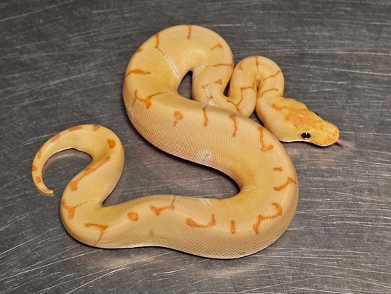 Banana Enchi Pinstripe Clown Ball Python by Hulker's Herps