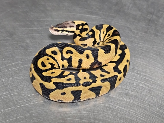 Pastel Leopard YB Dh DG Puzzle Ball Python by Hulker's Herps