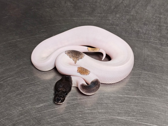 Blackhead Leopard Mojave Pied Ball Python by Hulker's Herps