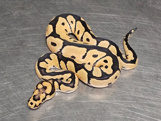 Desert Ghost Clown Ball Python by Hulker's Herps