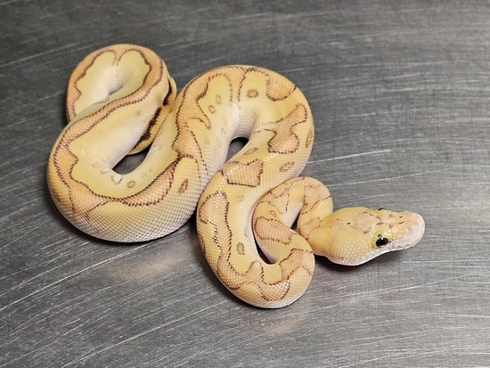 Cypress Special Enchi Fire Pastel Clown Ball Python by Hulker's Herps