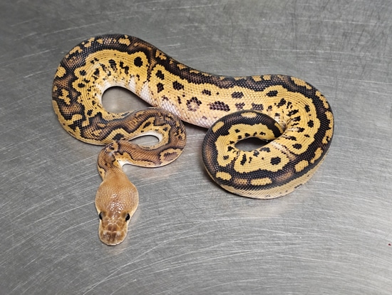 Redhead Clown Ball Python by Hulker's Herps