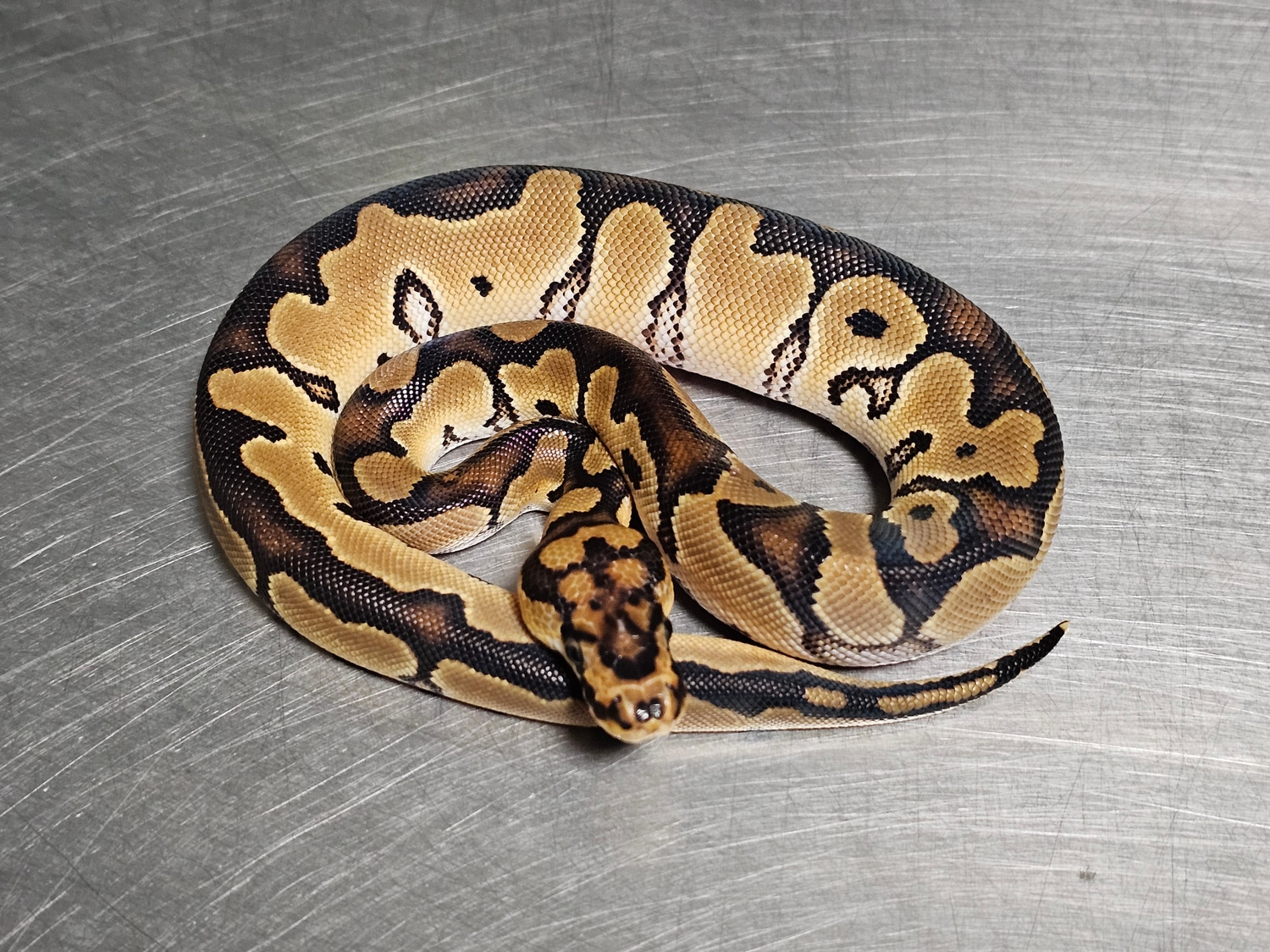 Clown het Desert Ghost