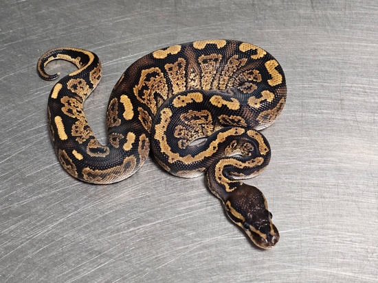 Mogwai Paint Ball Python by Hulker's Herps