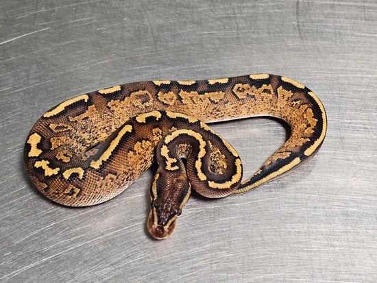 Mogwai YB Paint Ball Python by Hulker's Herps