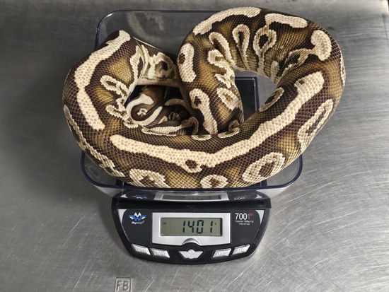 Black Pastel Cypress Fire Het Clown Ball Python by Hulker's Herps