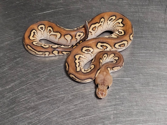 Black Pastel Cypress Special Clown Ball Python by Hulker's Herps