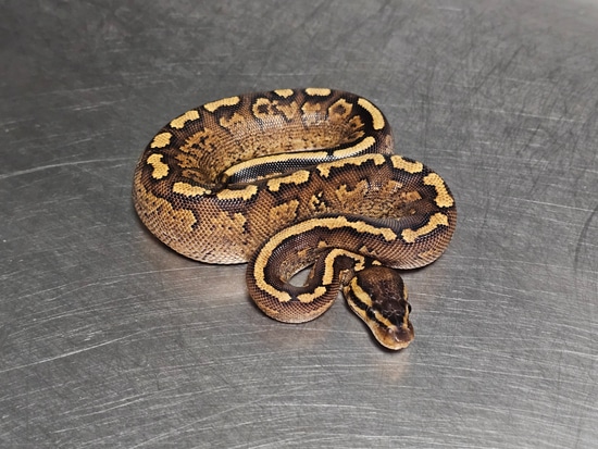 Mogwai YB Paint Ball Python by Hulker's Herps