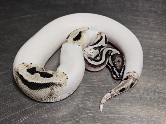 Vanilla Axanthic Pied Dh DG Hypo Ball Python by Hulker's Herps