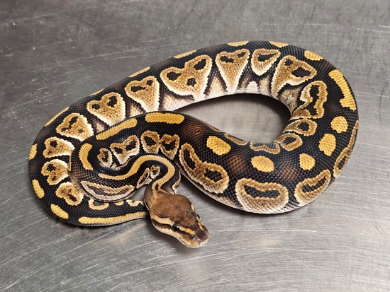 Redhead Het Clown Ball Python by Hulker's Herps