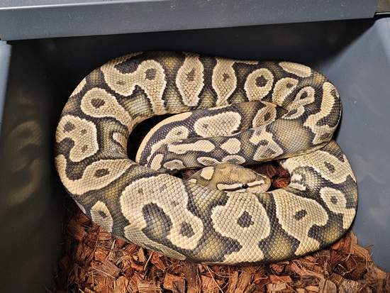 Hypo Yellowbelly Het TSK Axanthic Ball Python by Hulker's Herps