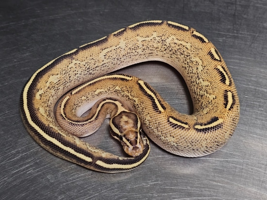Fire Freeway Ball Python by Hulker's Herps