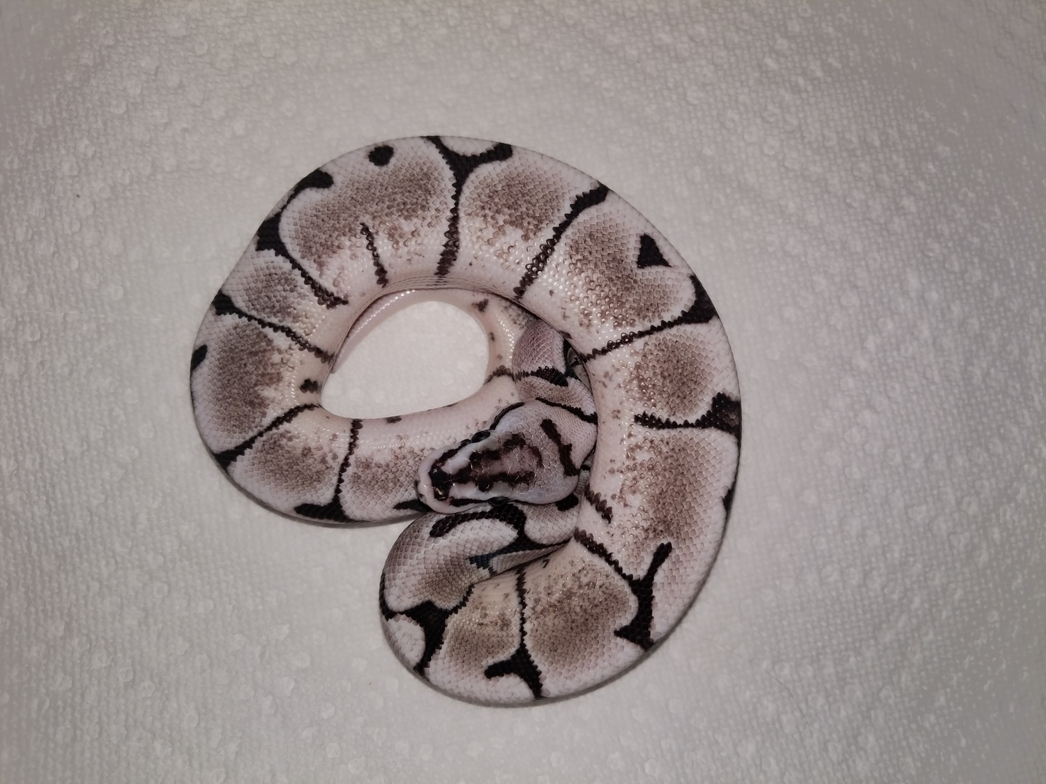 Tsk Axanthic Fire Spider Ball Python by Quad City Serpents - MorphMarket