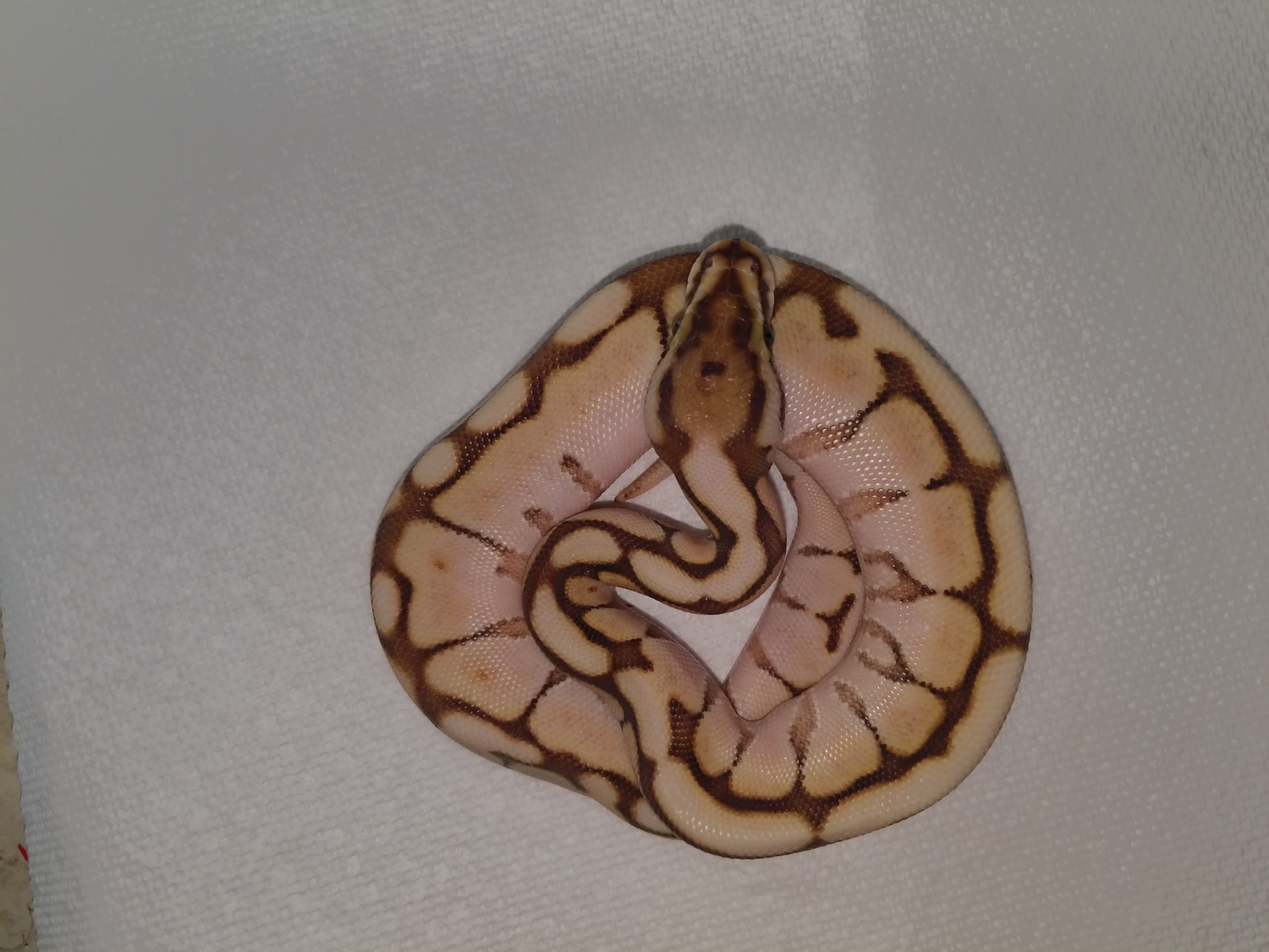 Lesser Spider Ball Python by Quad City Serpents - MorphMarket