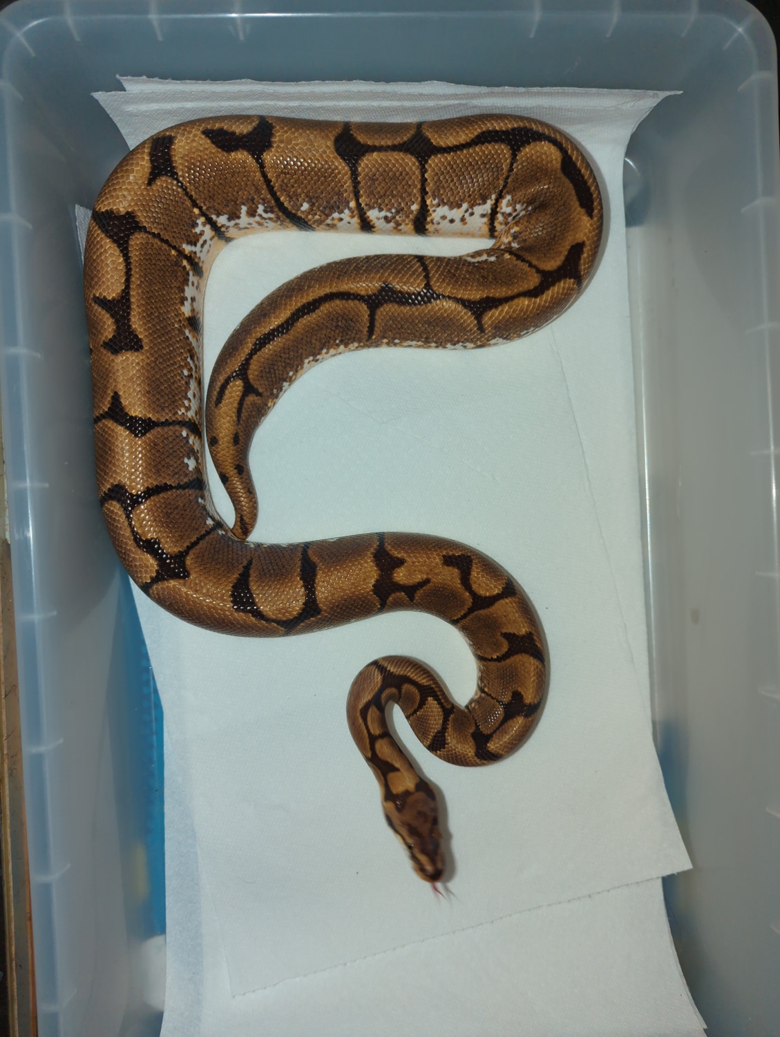 Spider Het Tsk Axanthic Ball Python by Quad City Serpents - MorphMarket