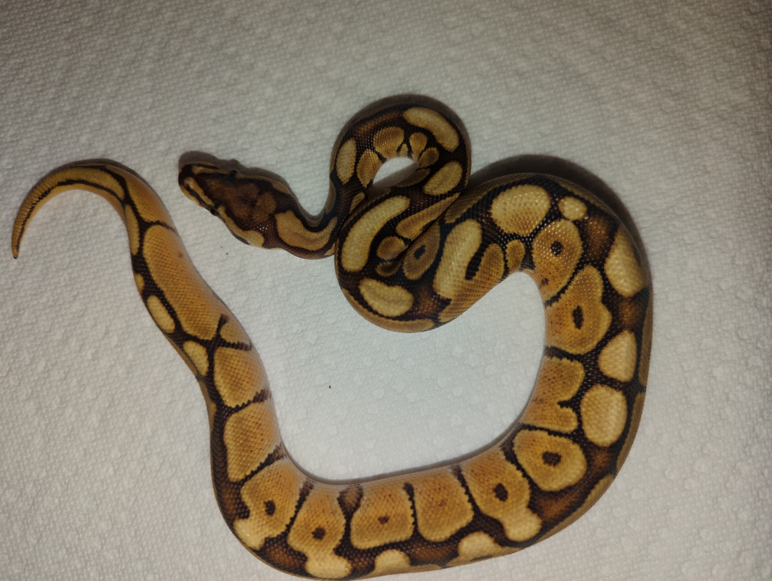 Mojave Spider Ball Python by Quad City Serpents - MorphMarket